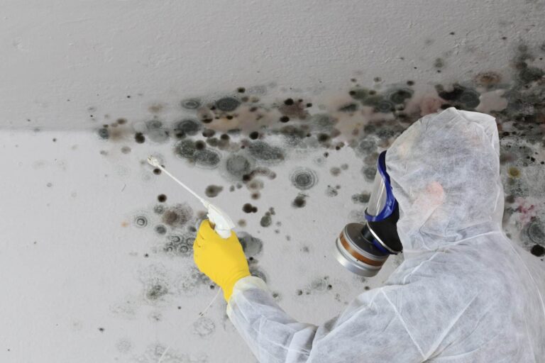 Signs of Mold Growth - Alpha Restoration